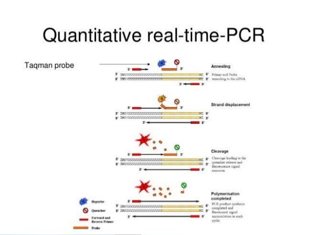 different types of pcr