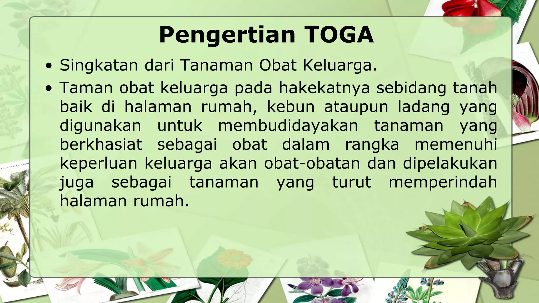 Tanaman Obat Keluarga | PPTX