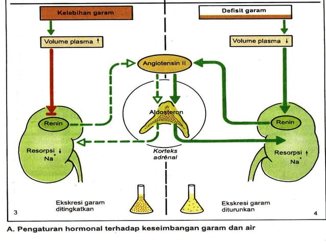 KOMPOSISI URIN dan derivatnya Kuliah FK .ppt