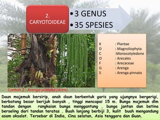 family arecaceae | PPTX