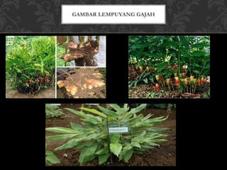 lempuyang gajah risyaf | PPT