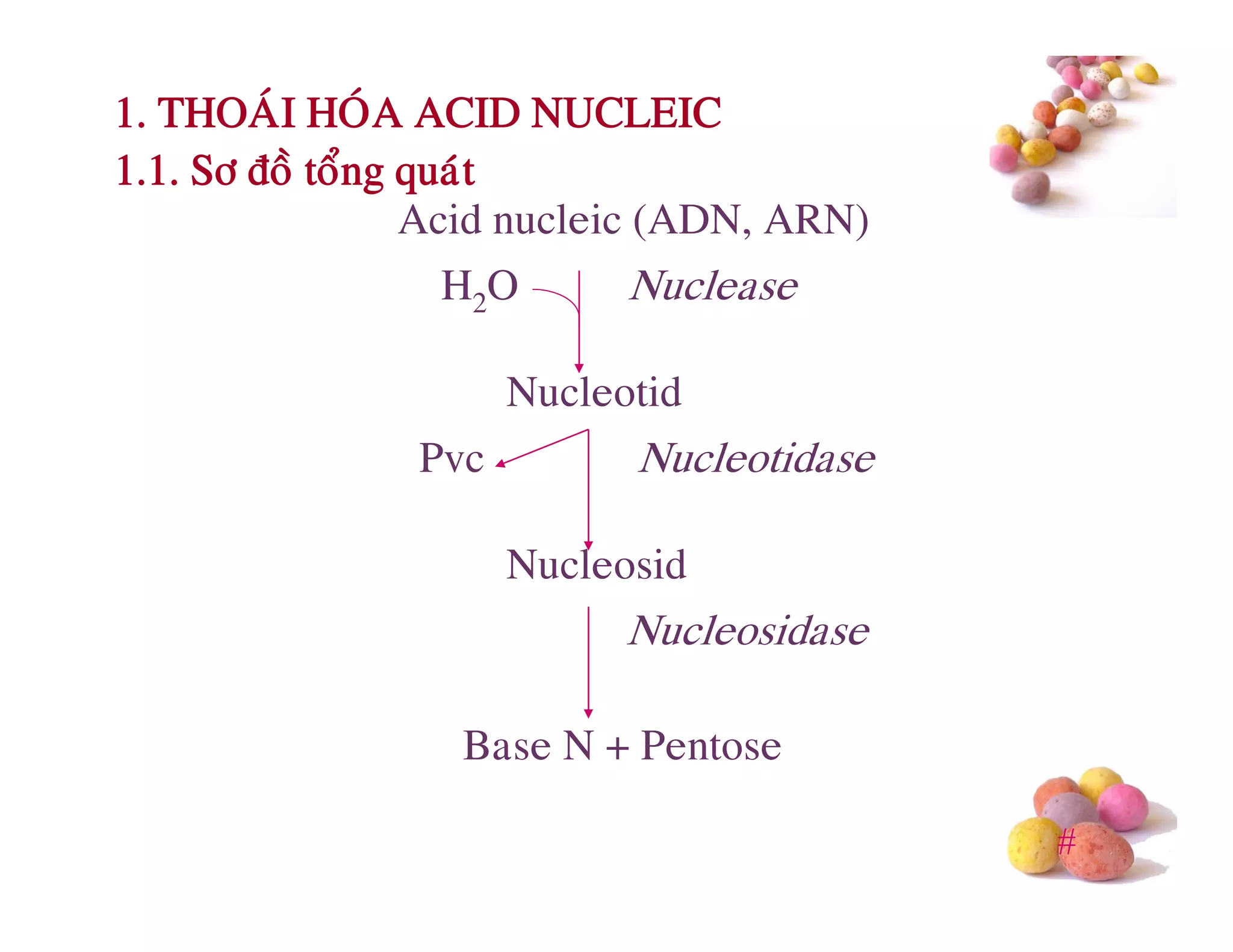 Chuyển hóa acid nucleic | PDF