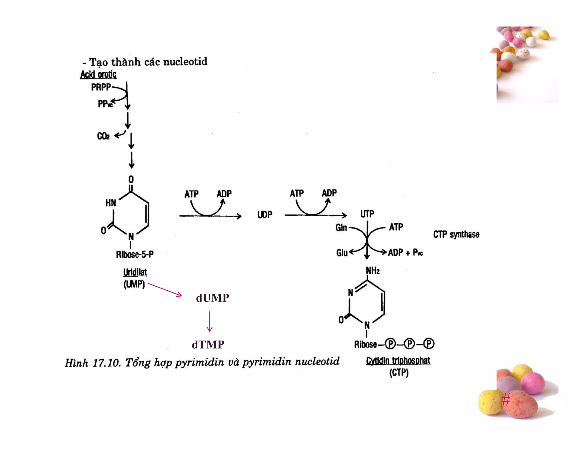 Chuyển hóa acid nucleic | PDF