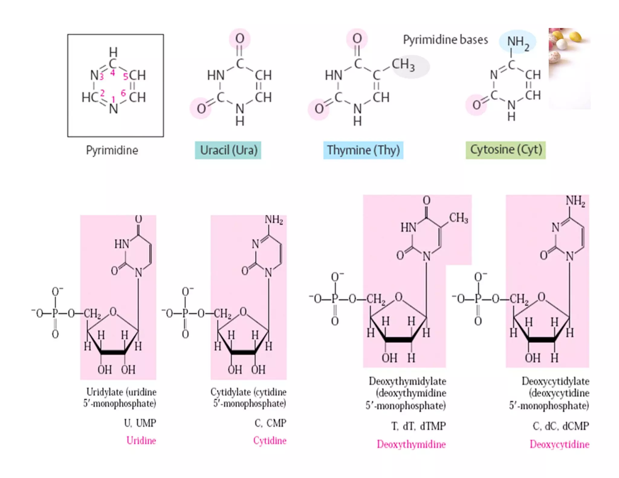 Chuyển hóa acid nucleic | PDF