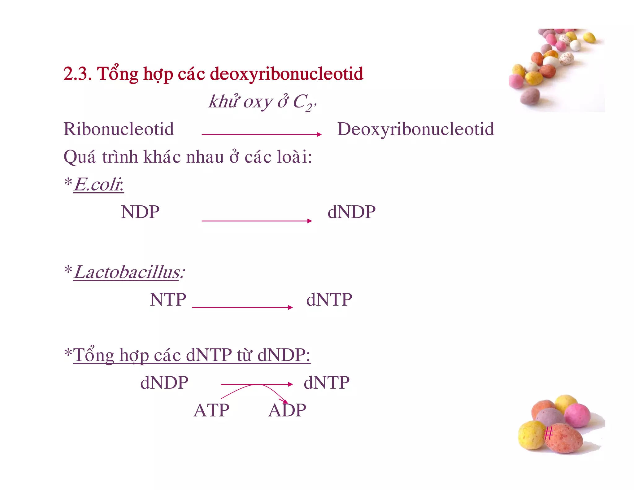 Chuyển hóa acid nucleic | PDF