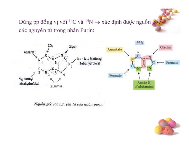 Chuyển hóa acid nucleic | PDF