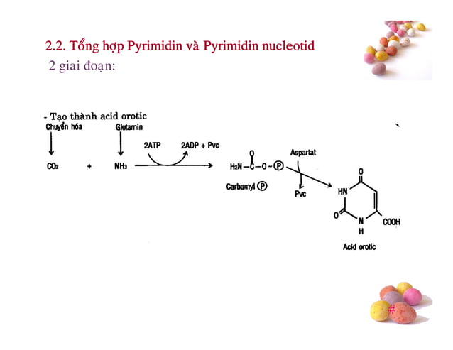 Chuyển hóa acid nucleic | PDF