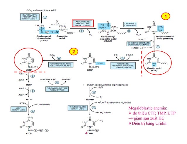 Chuyển hóa acid nucleic | PDF