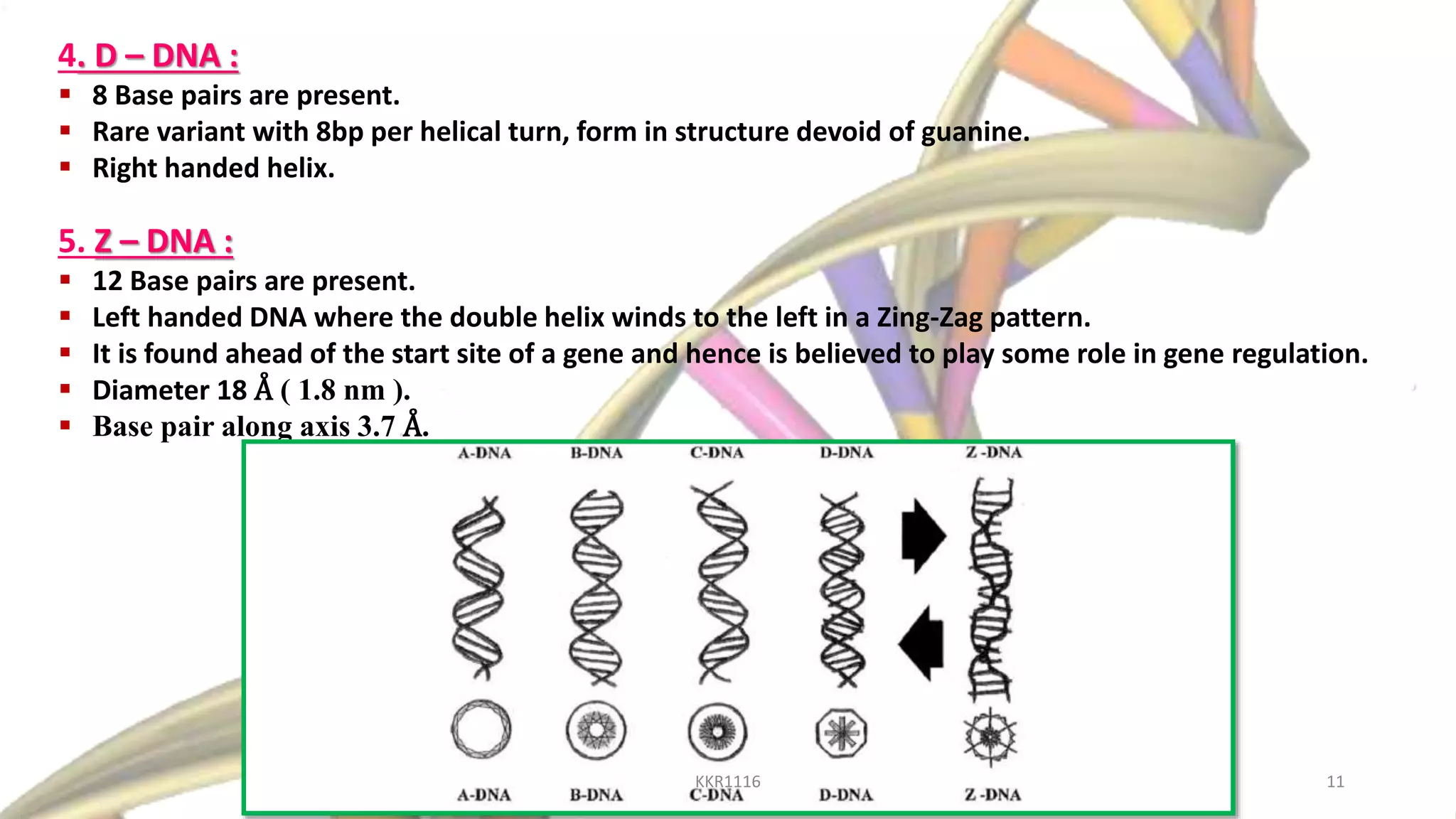 DNA structure | PPT