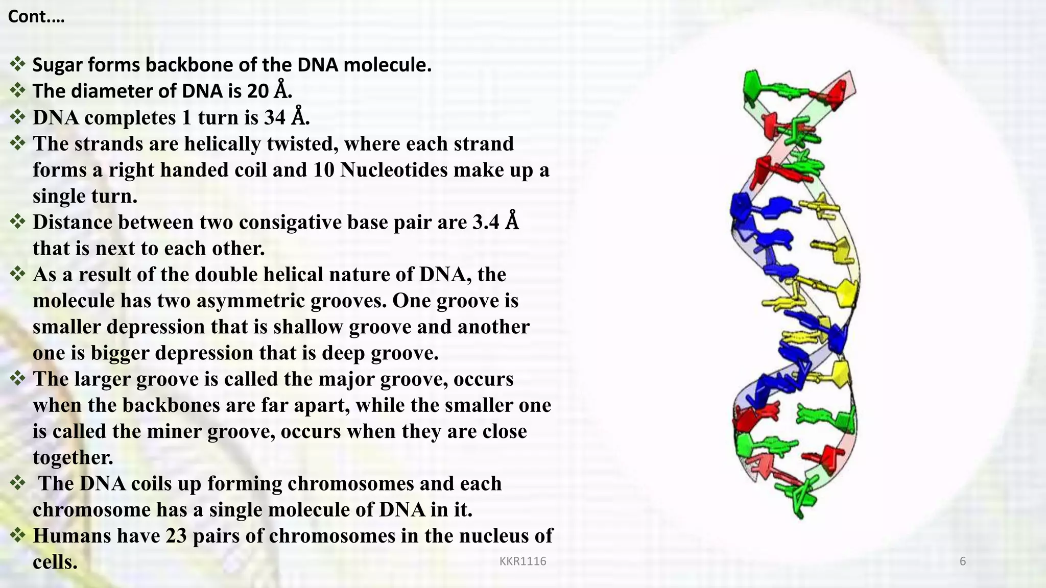 DNA structure | PPT