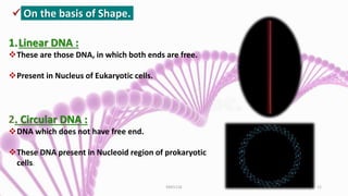 DNA structure | PPT