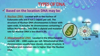 DNA structure | PPT