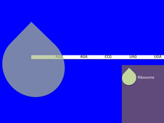 K la belleproteinsynthesis | PPTX | Biological Sciences | Science