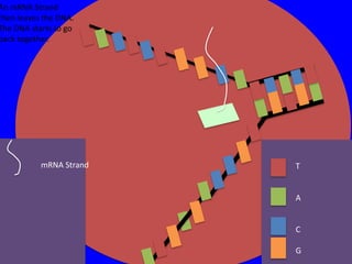 K la belleproteinsynthesis | PPTX | Biological Sciences | Science