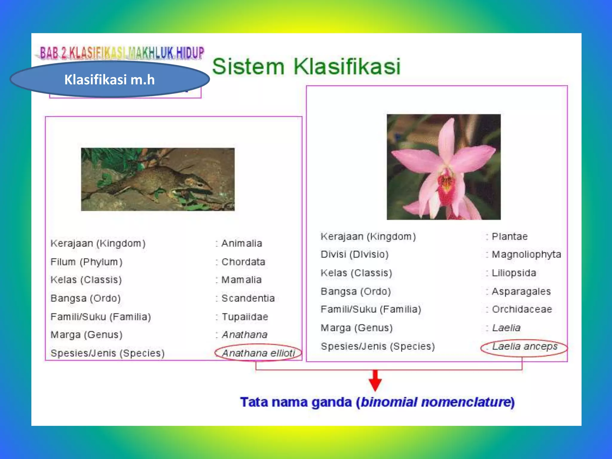Kladogram, Nama Ilmiah dan Kunci Determinasi.pptx