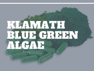Klamath blue green algae | PPTX