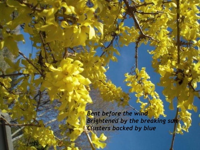 English 12 Haiku Project | PPT