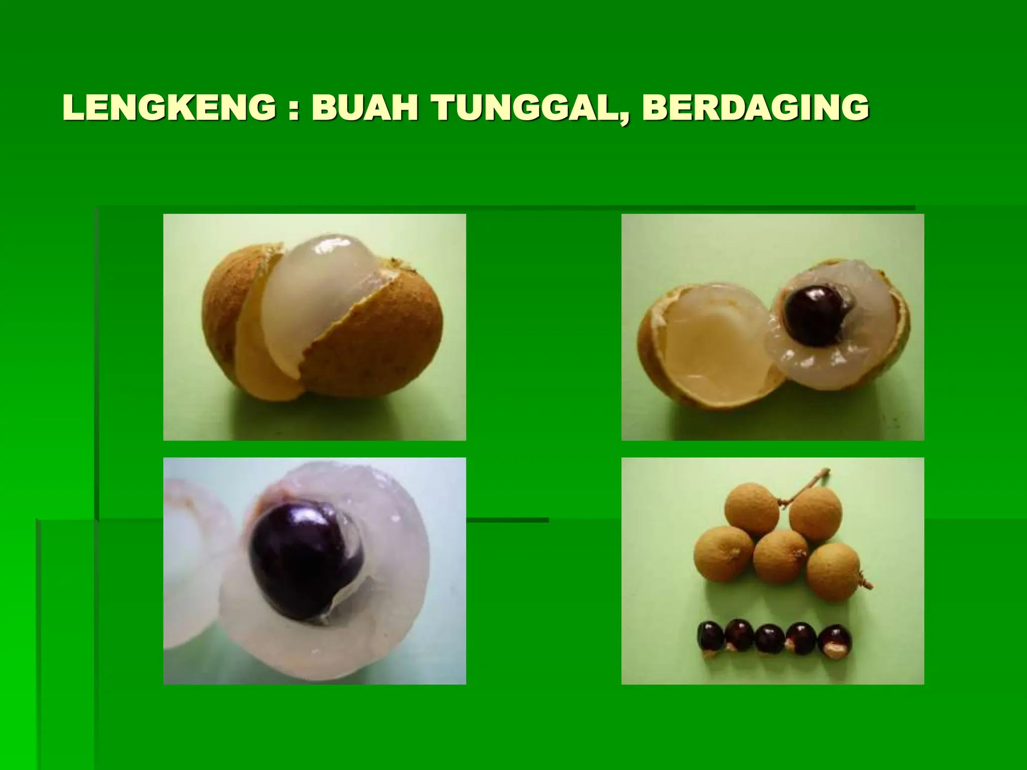 klasifikasi buah dan biji pada buah jeruk, kelengkeng, dll | PPT