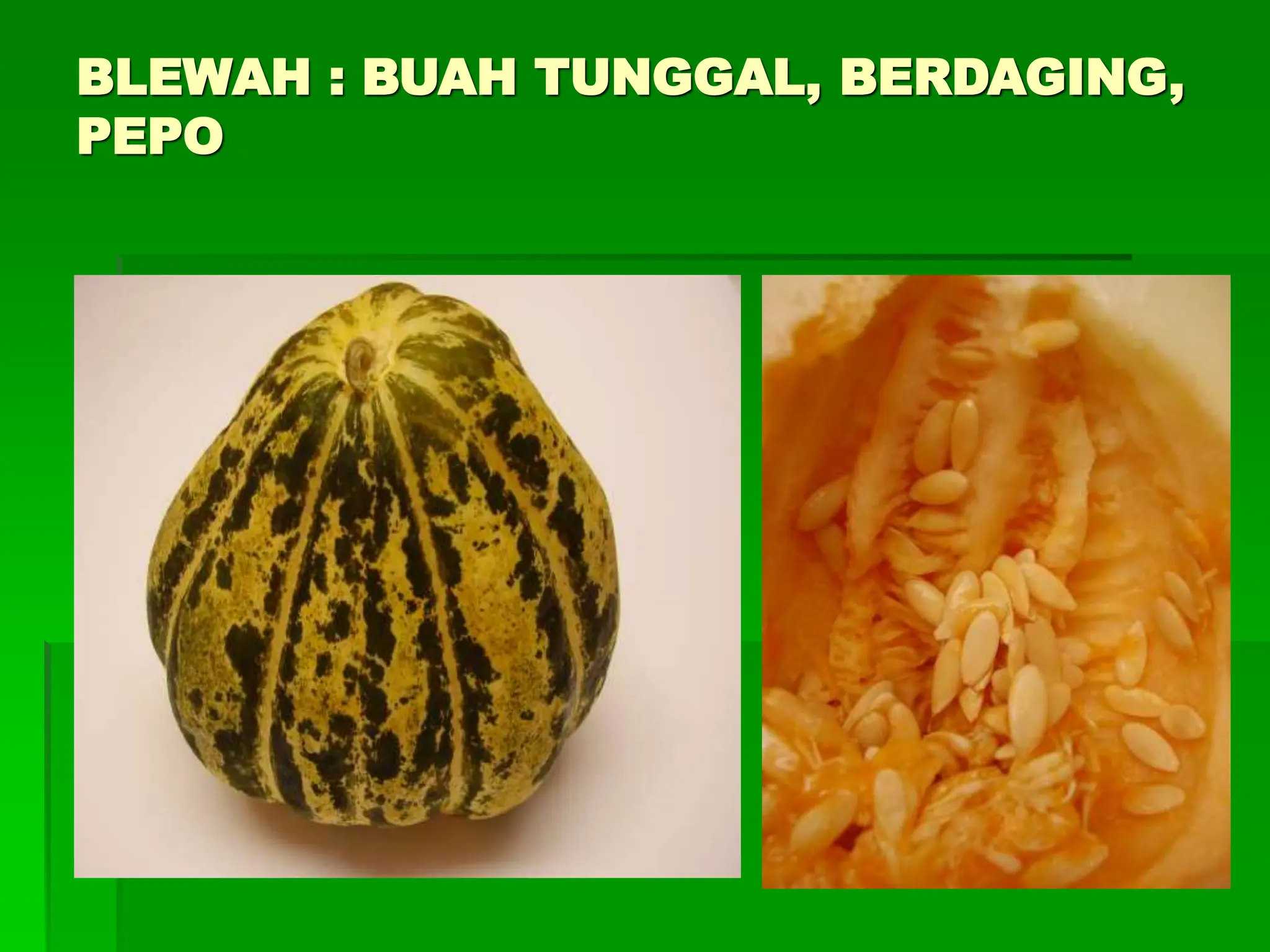 klasifikasi buah dan biji pada buah jeruk, kelengkeng, dll | PPT