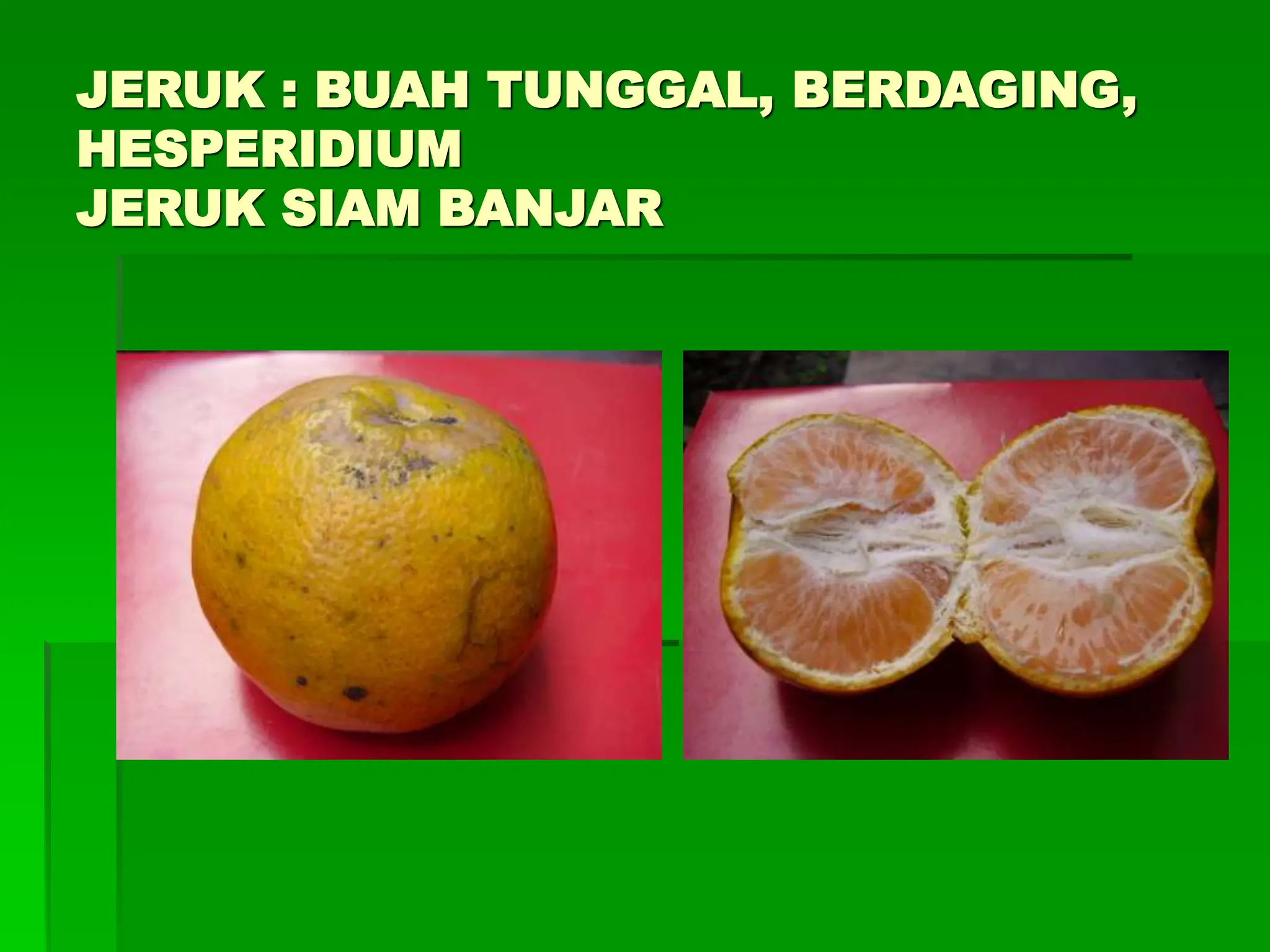 klasifikasi buah dan biji pada buah jeruk, kelengkeng, dll | PPT