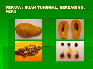 klasifikasi buah dan biji pada buah jeruk, kelengkeng, dll | PPT