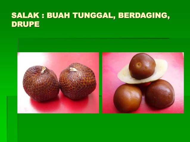 klasifikasi buah dan biji pada buah jeruk, kelengkeng, dll | PPT