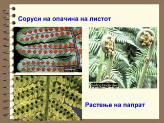 Klasifikacija na rastenija | PPT