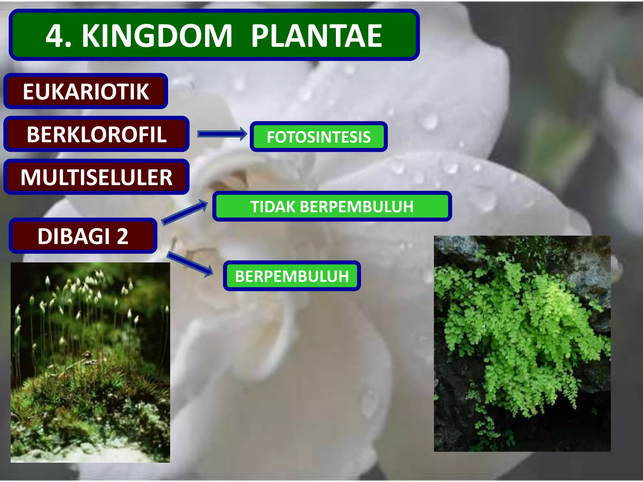 Klasifikasi makhluk hidup | PPTX