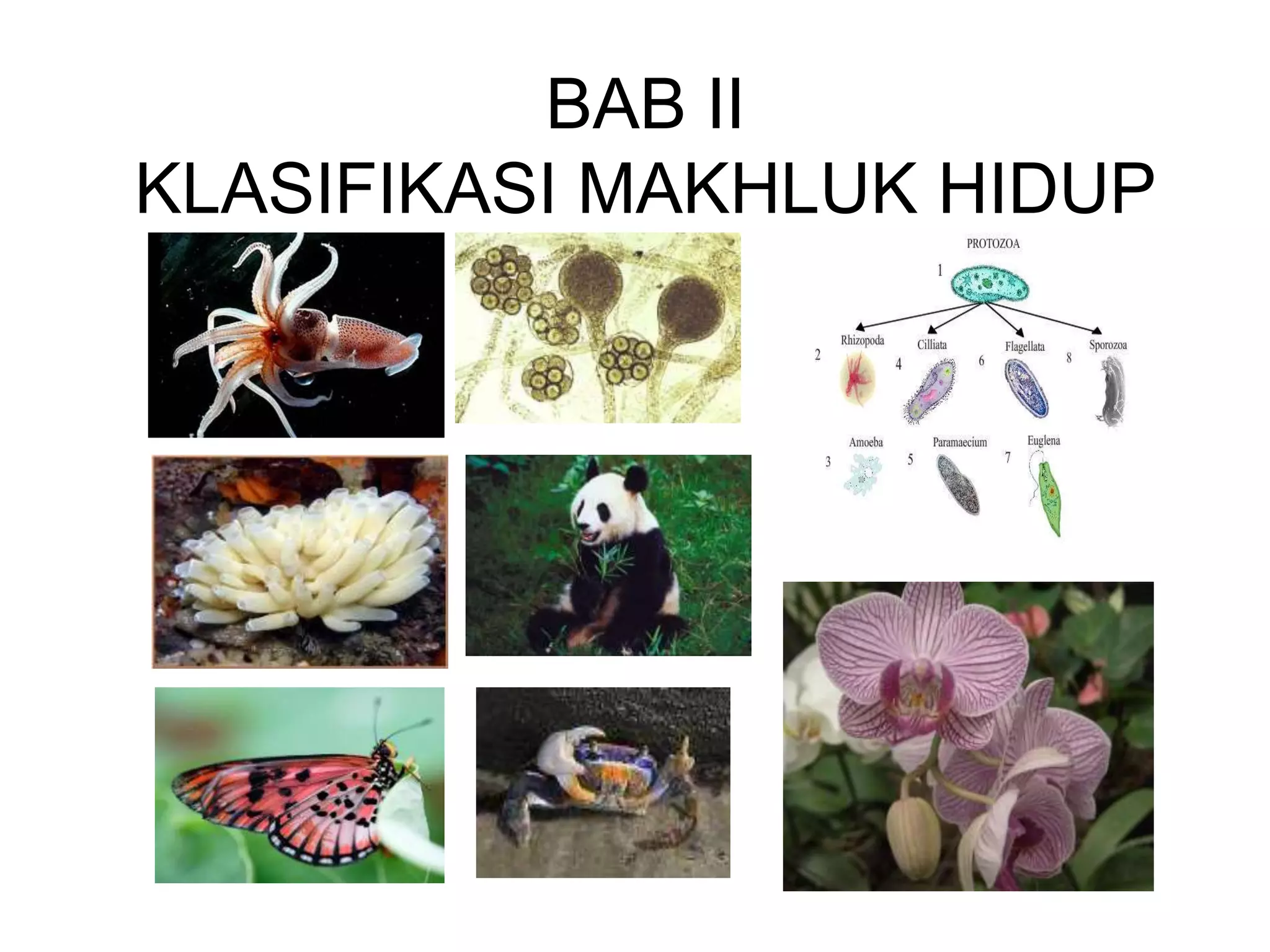 klasifikasi-makhluk-hidup.ppt