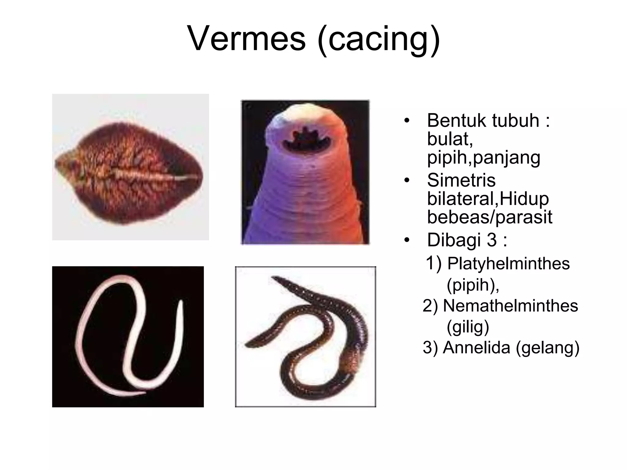 klasifikasi-makhluk-hidup.ppt
