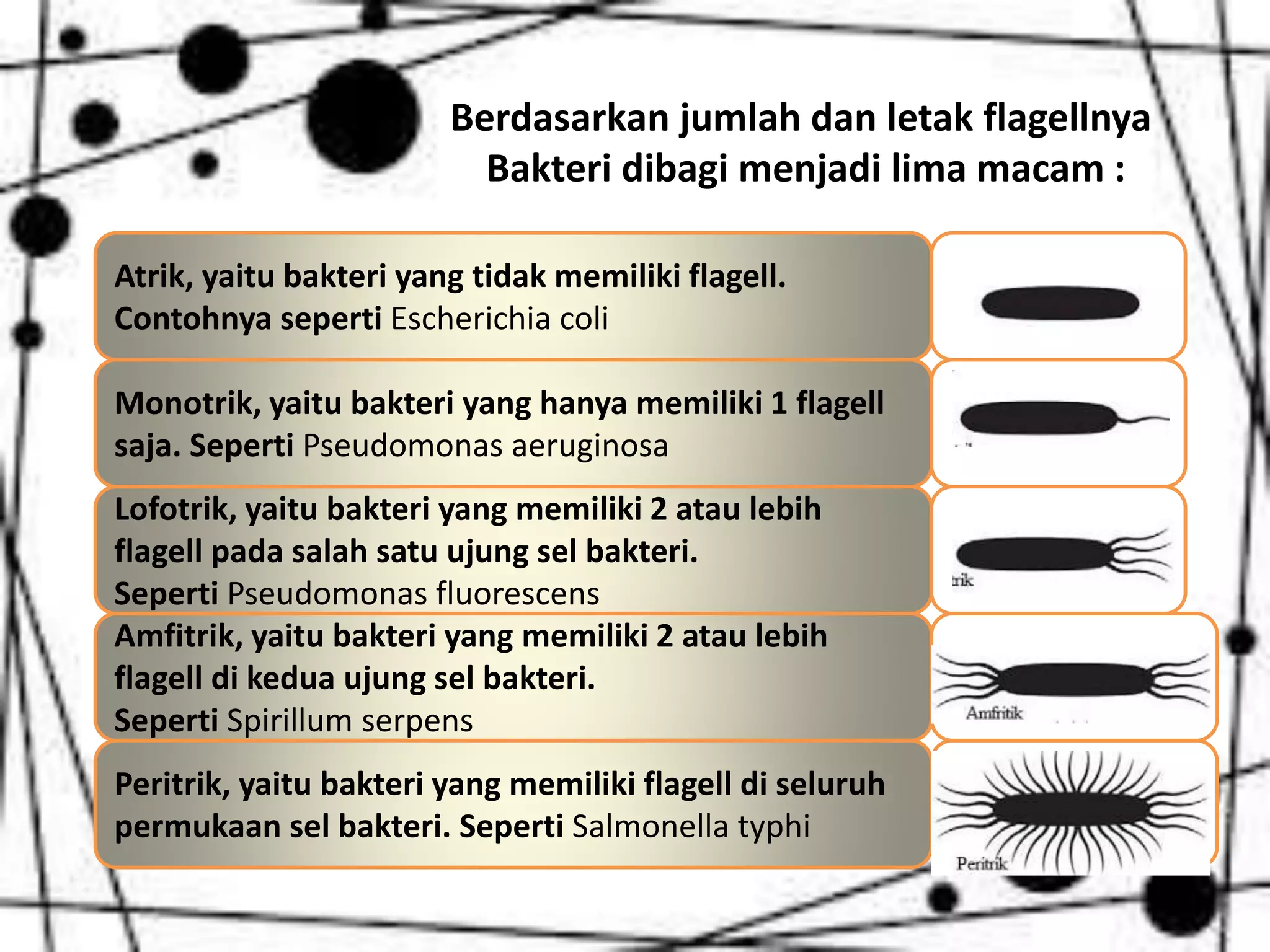 Klasifikasi bakteri | PPTX