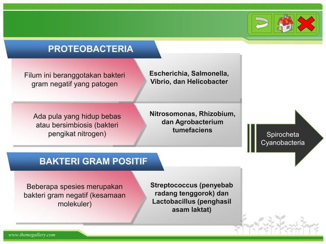 Klasifikasi bakteri | PPTX