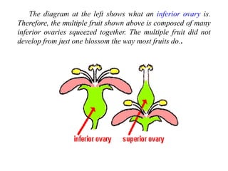 Klasifikasi buah (4) | PPTX