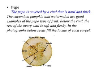 Klasifikasi buah (4) | PPTX