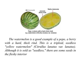 Klasifikasi buah (4) | PPTX