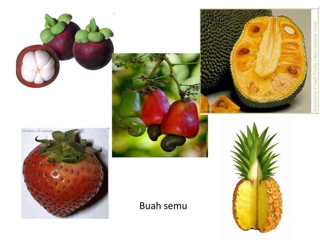 Klasifikasi buah (4) | PPTX