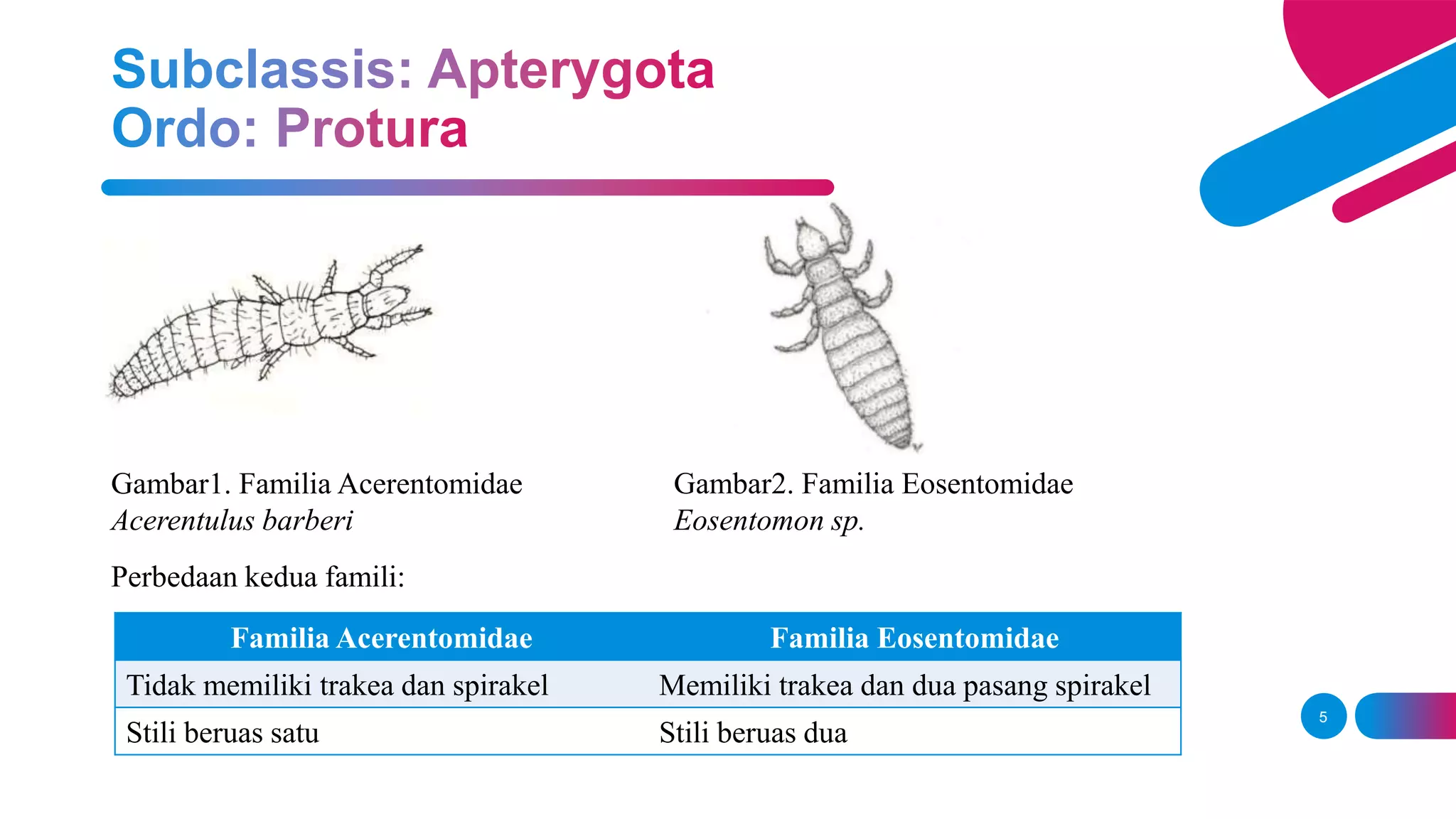 Klasifikasi dan sistem penamaan serangga | PPTX