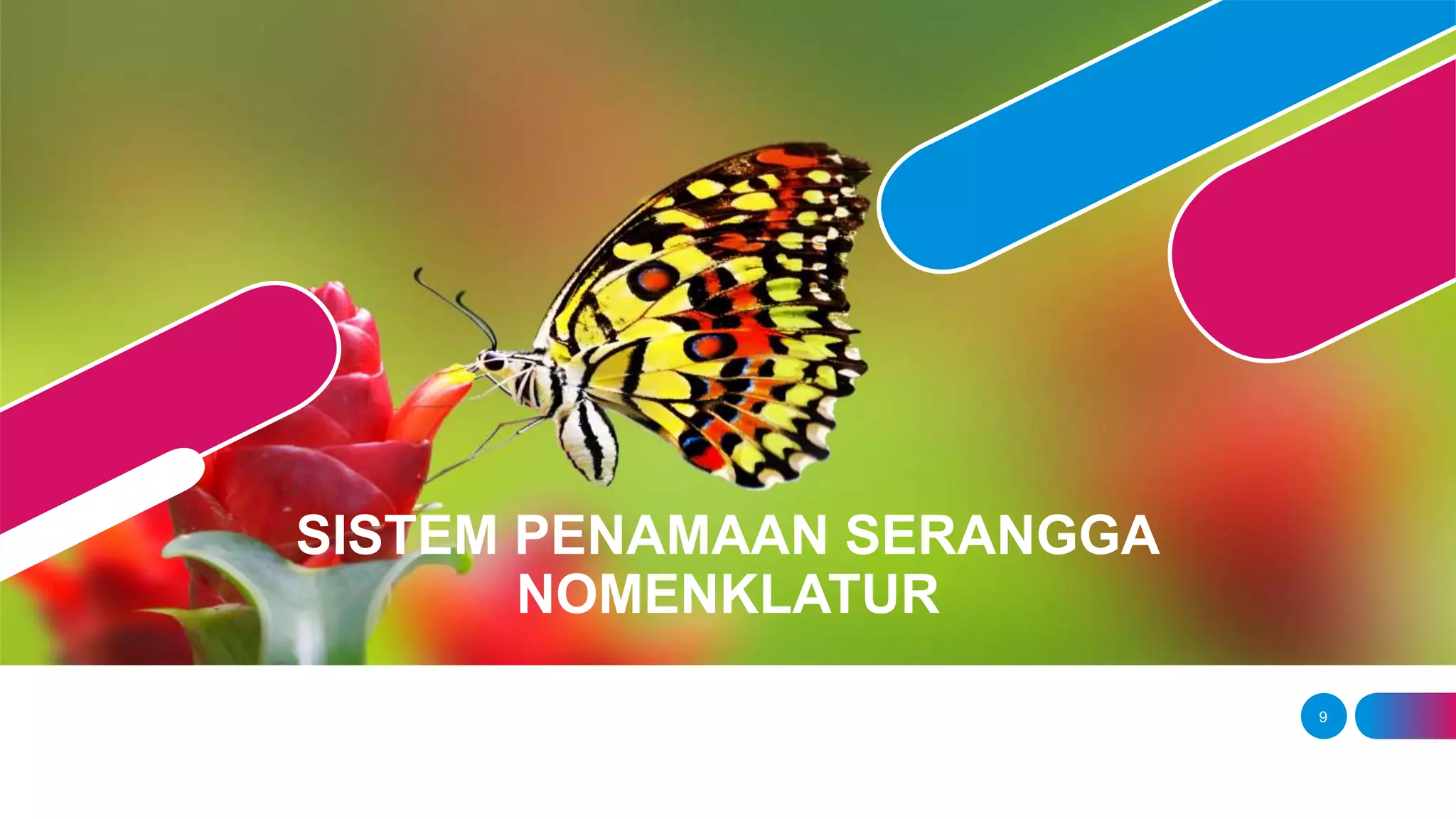 Klasifikasi dan sistem penamaan serangga | PPTX