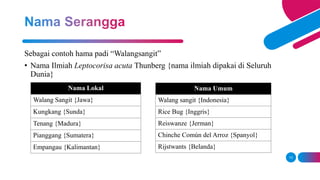 Klasifikasi dan sistem penamaan serangga | PPTX