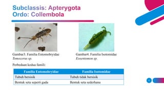 Klasifikasi dan sistem penamaan serangga | PPTX