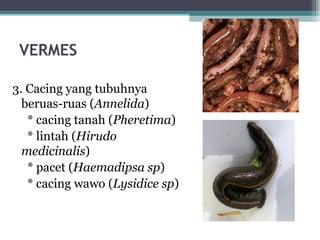 Klasifikasi hewan | PPT