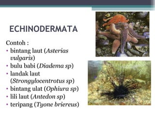 Klasifikasi hewan | PPT