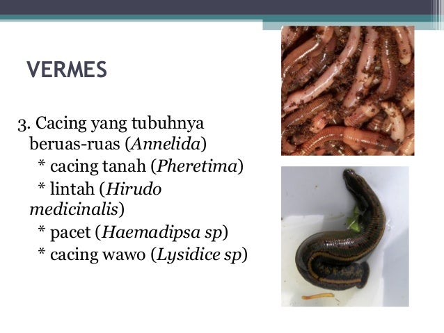 Klasifikasi Pheretima Sp Morphological Characters And Histology Of