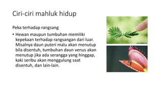 KLASIFIKASI MAHLUK HIDUP Presentasi kelas 10.pdf