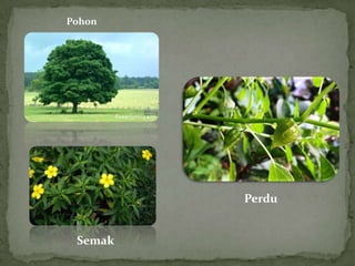 Klasifikasi makhluk hidup | PPTX