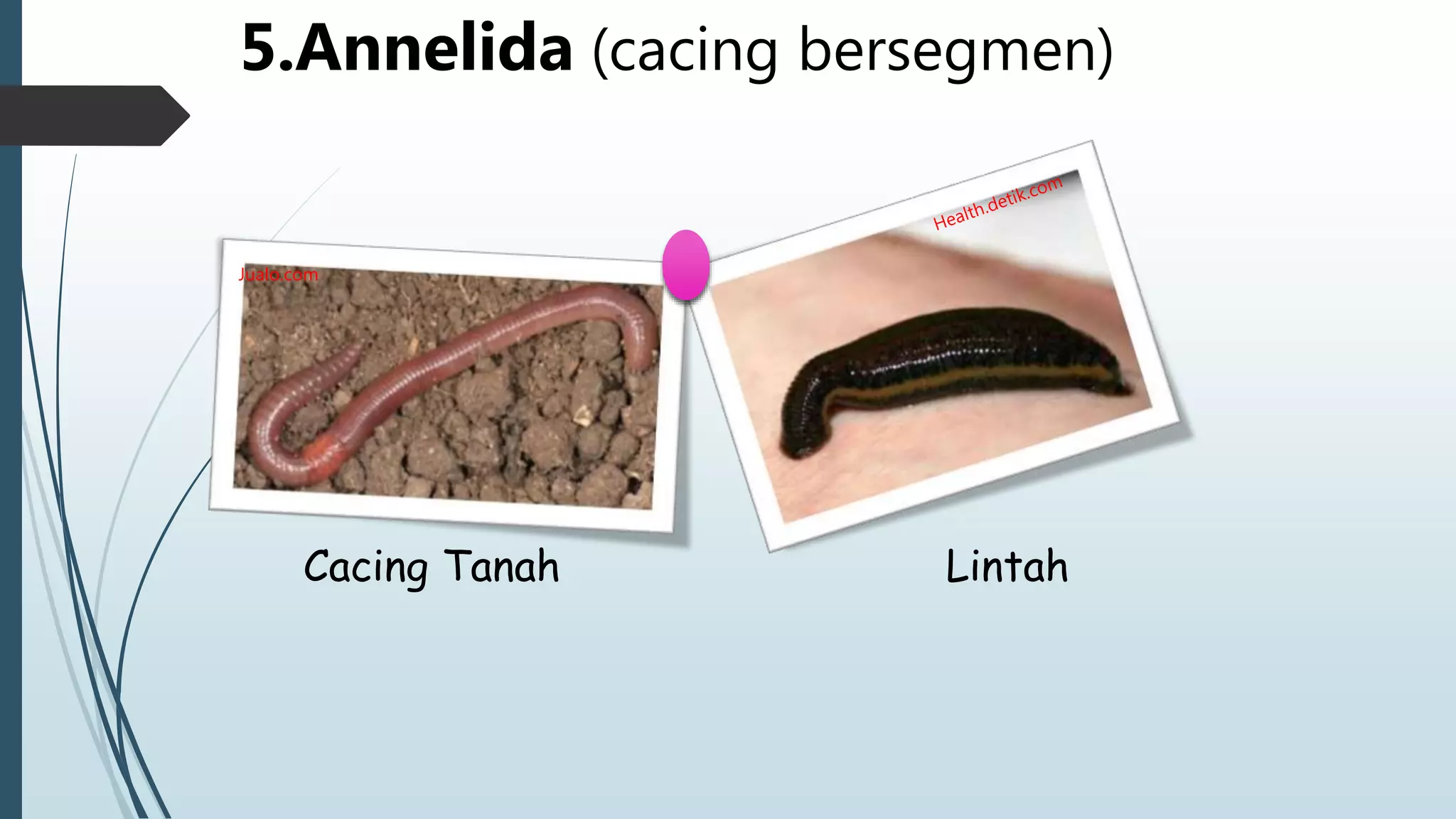 Klasifikasi makhluk hidup | PPTX
