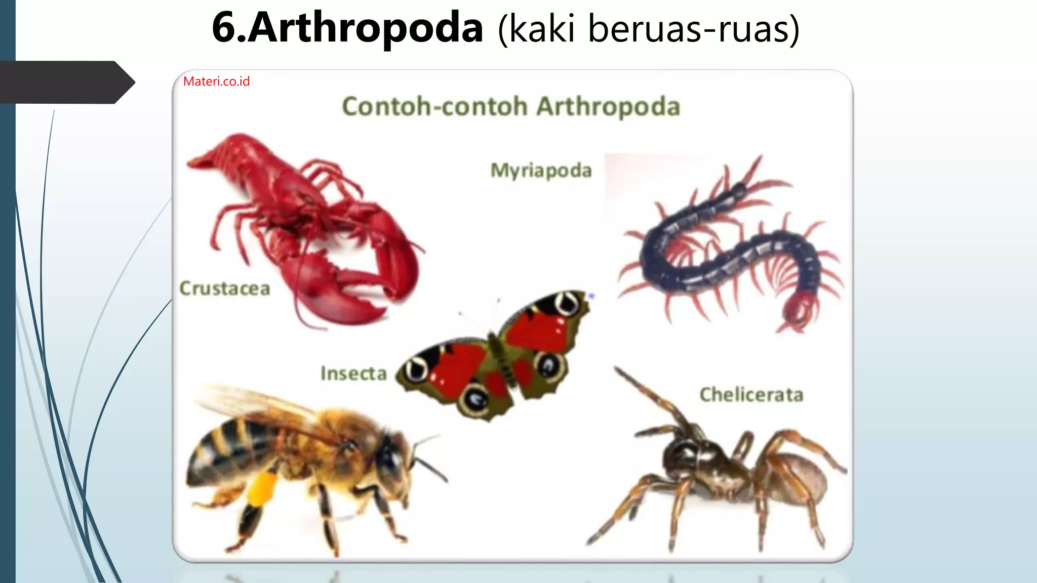 Klasifikasi makhluk hidup | PPTX