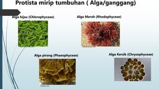 Klasifikasi makhluk hidup | PPTX