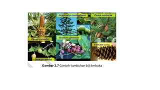 Klasifikasi tumbuhan adalah proses pengelompokan berbagai jenis ...