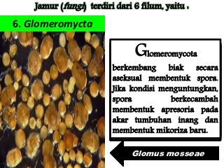 Klasifikasi_makhluk_hidup_pptx.pptx